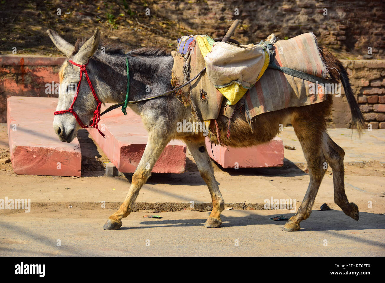 Indian Donkey Ass, Agra, India Stock Photo - Alamy
