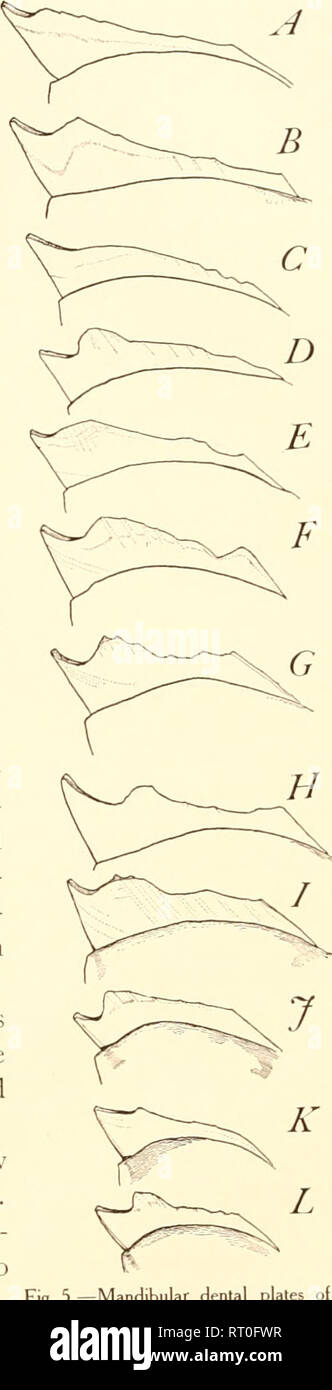 . Carnegie Institution of Washington publication. i8 CHBL^ROID FISHES ...