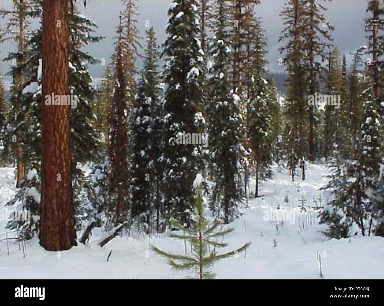 The overstory hi-res stock photography and images - Alamy