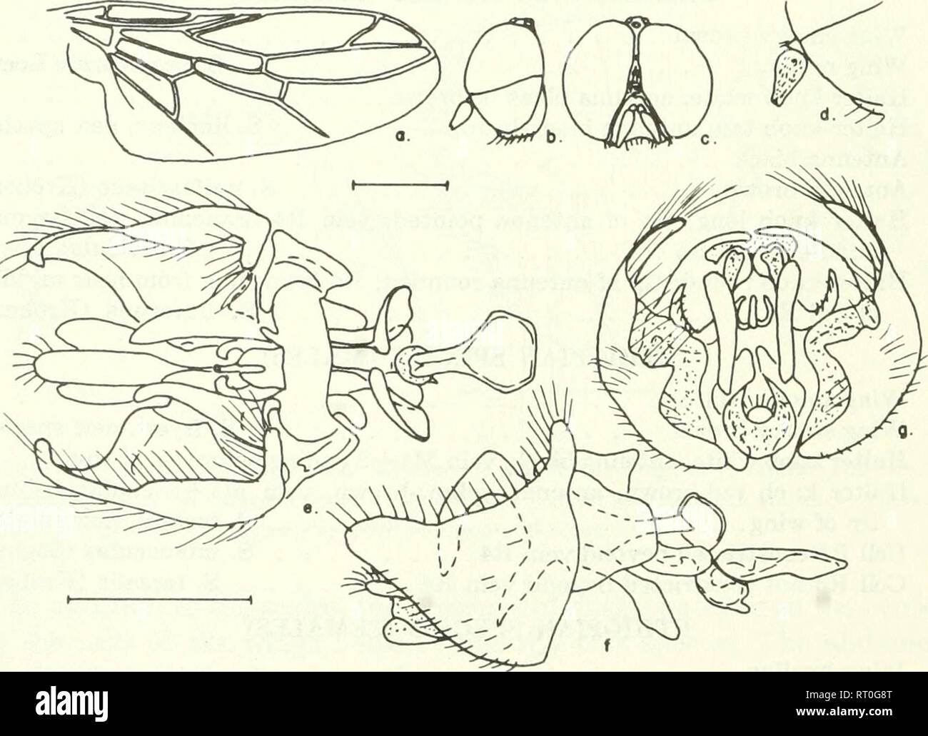 Halter Wing High Resolution Stock Photography and Images - Alamy