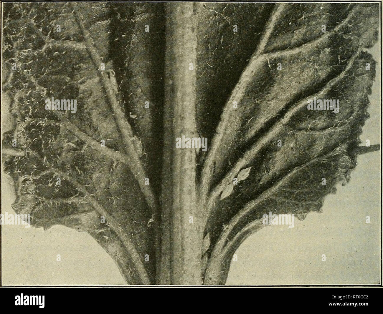 Dying plant stages hi-res stock photography and images - Alamy