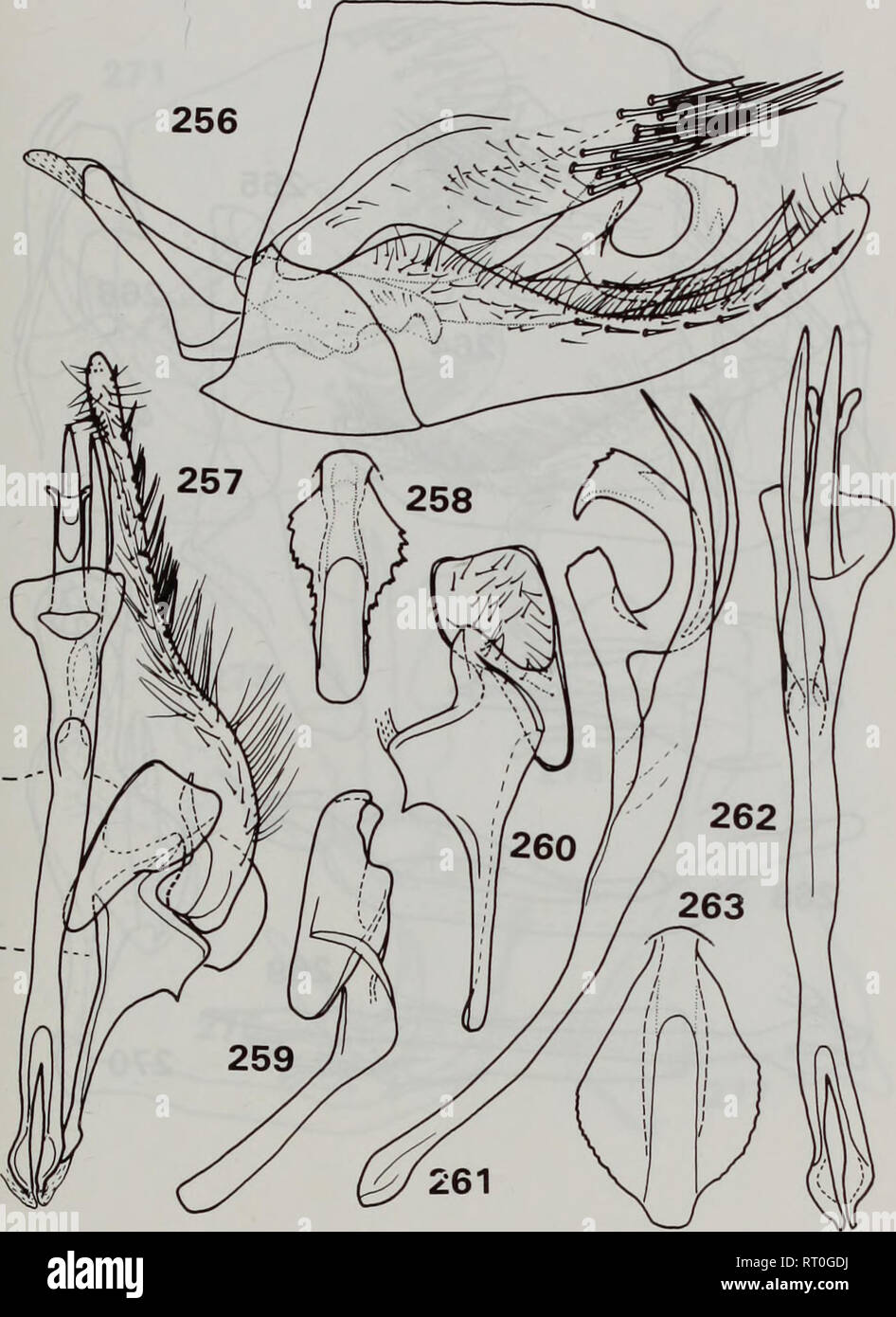 . Bulletin of the Natural History Museum Entomology. CLASSIFICATION OF ...