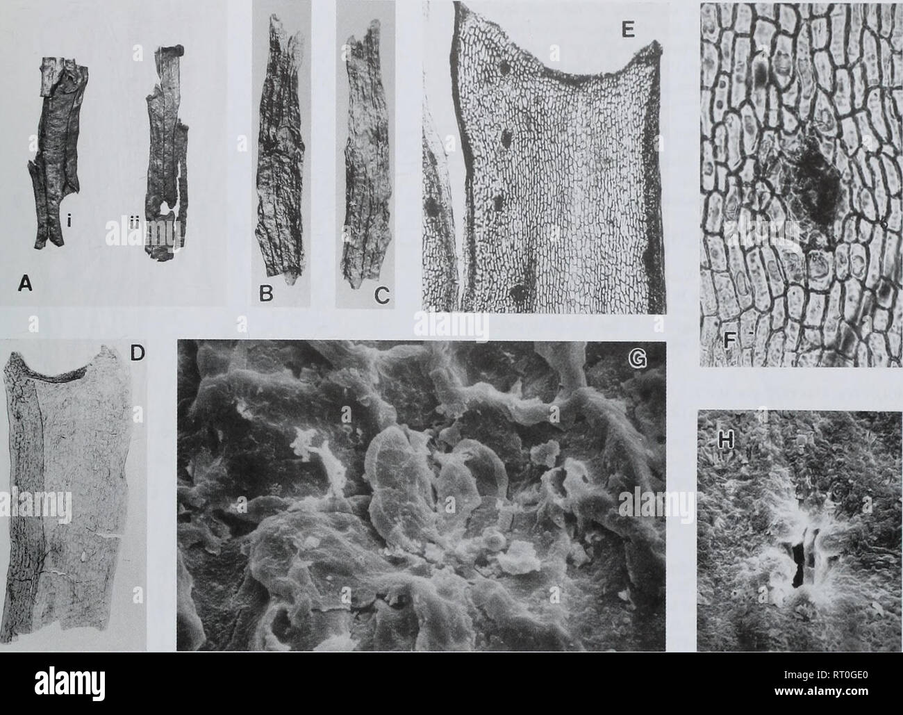 Decurrent leaf base hi-res stock photography and images - Alamy
