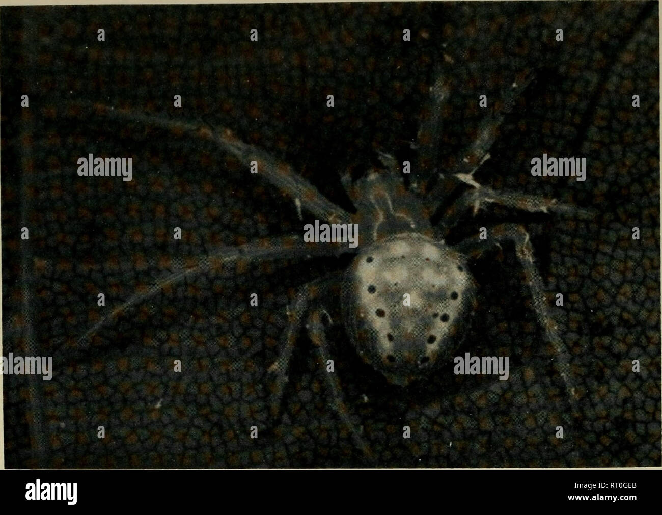 Araneus cingulatus hi-res stock photography and images - Alamy