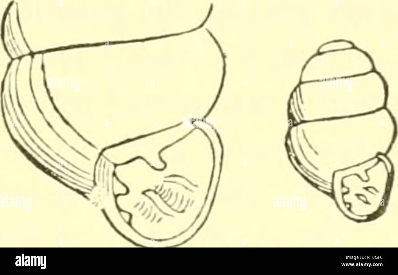 . Bulletin of the Museum of Comparative Zoology at Harvard College ...