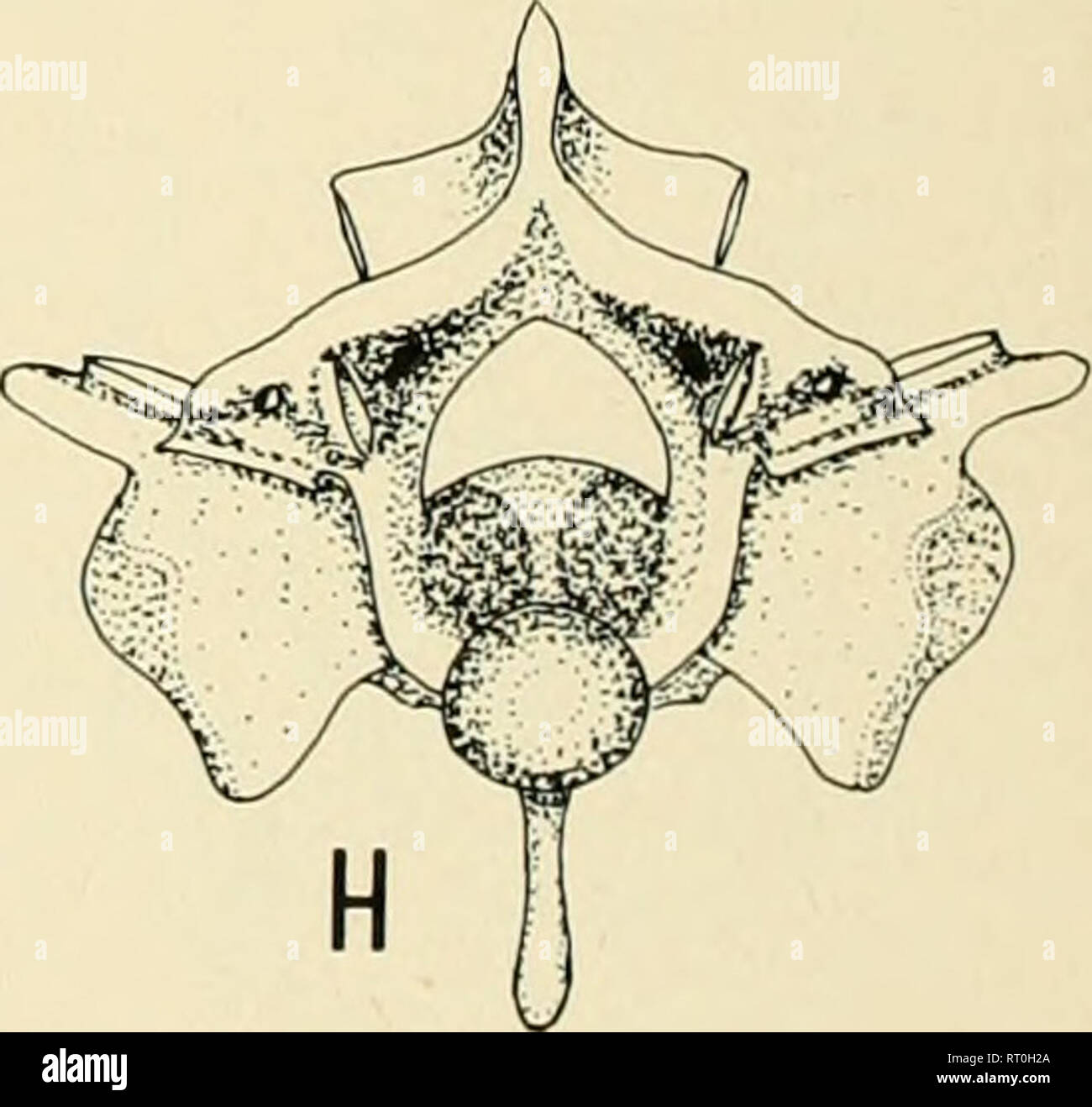 First thoracic vertebra hi-res stock photography and images - Alamy