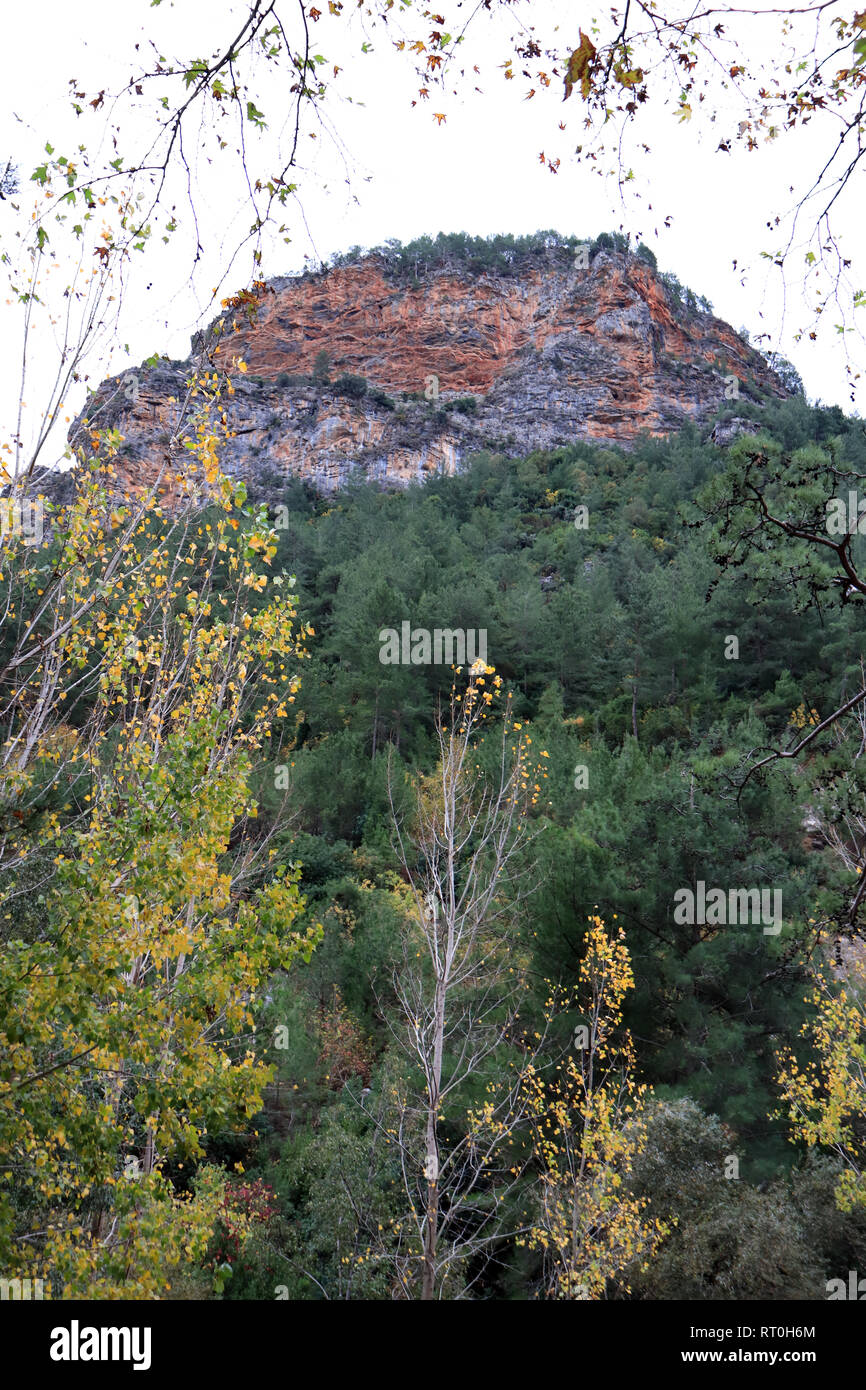 Forest woods one slope hi-res stock photography and images - Alamy