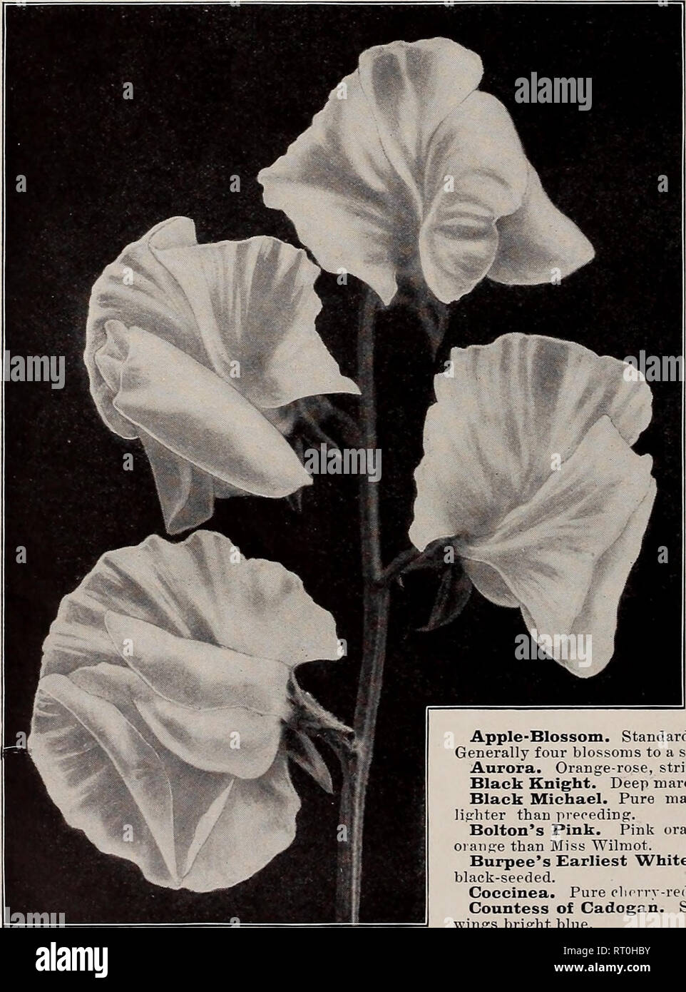 Asta flower hi-res stock photography and images - Alamy