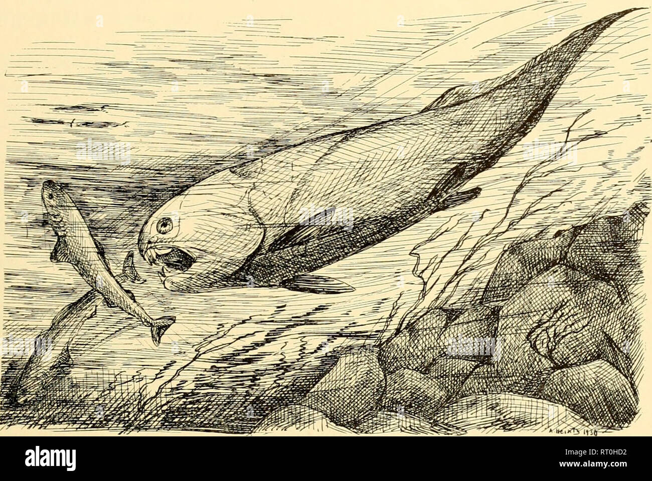 Dinichthys hi-res stock photography and images - Alamy