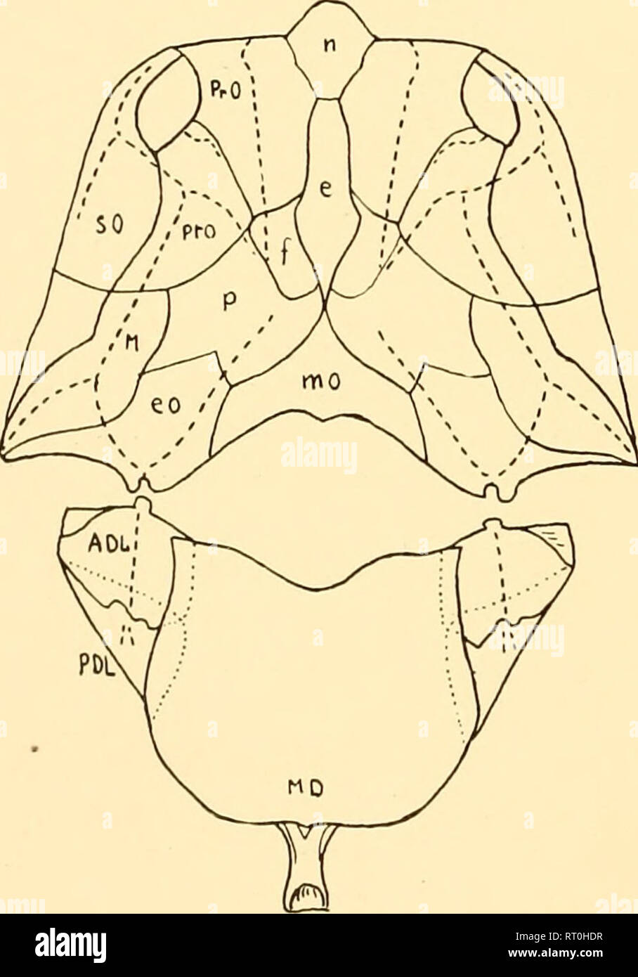 . The Bashford Dean memorial volume : archaic fishes. Fishes; Sharks ...