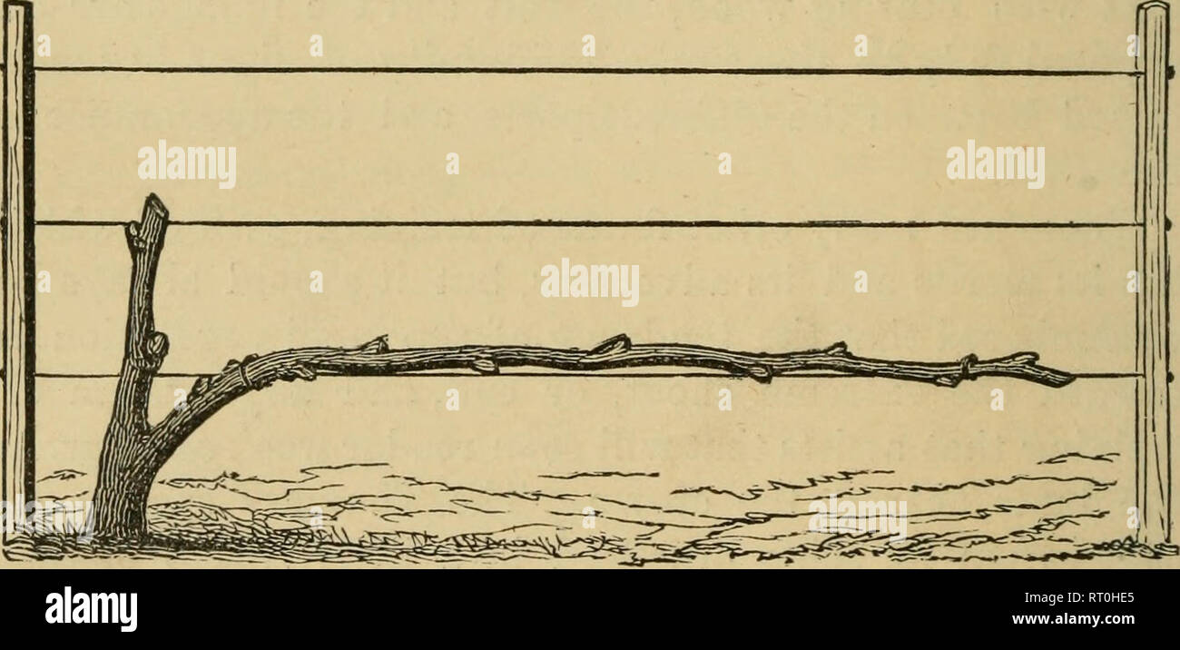 Guyot training hi-res stock photography and images - Alamy