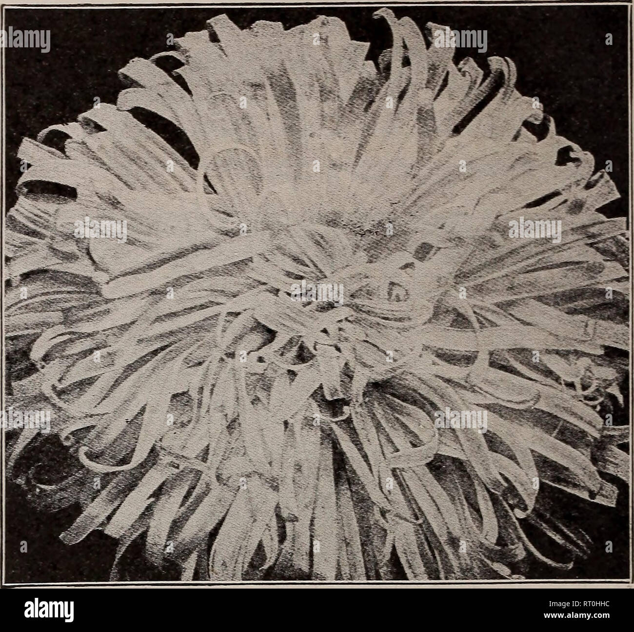 . Barnard's seeds, bulbs, shrubs 1917. Seeds Catalogs; Vegetables Seeds ...