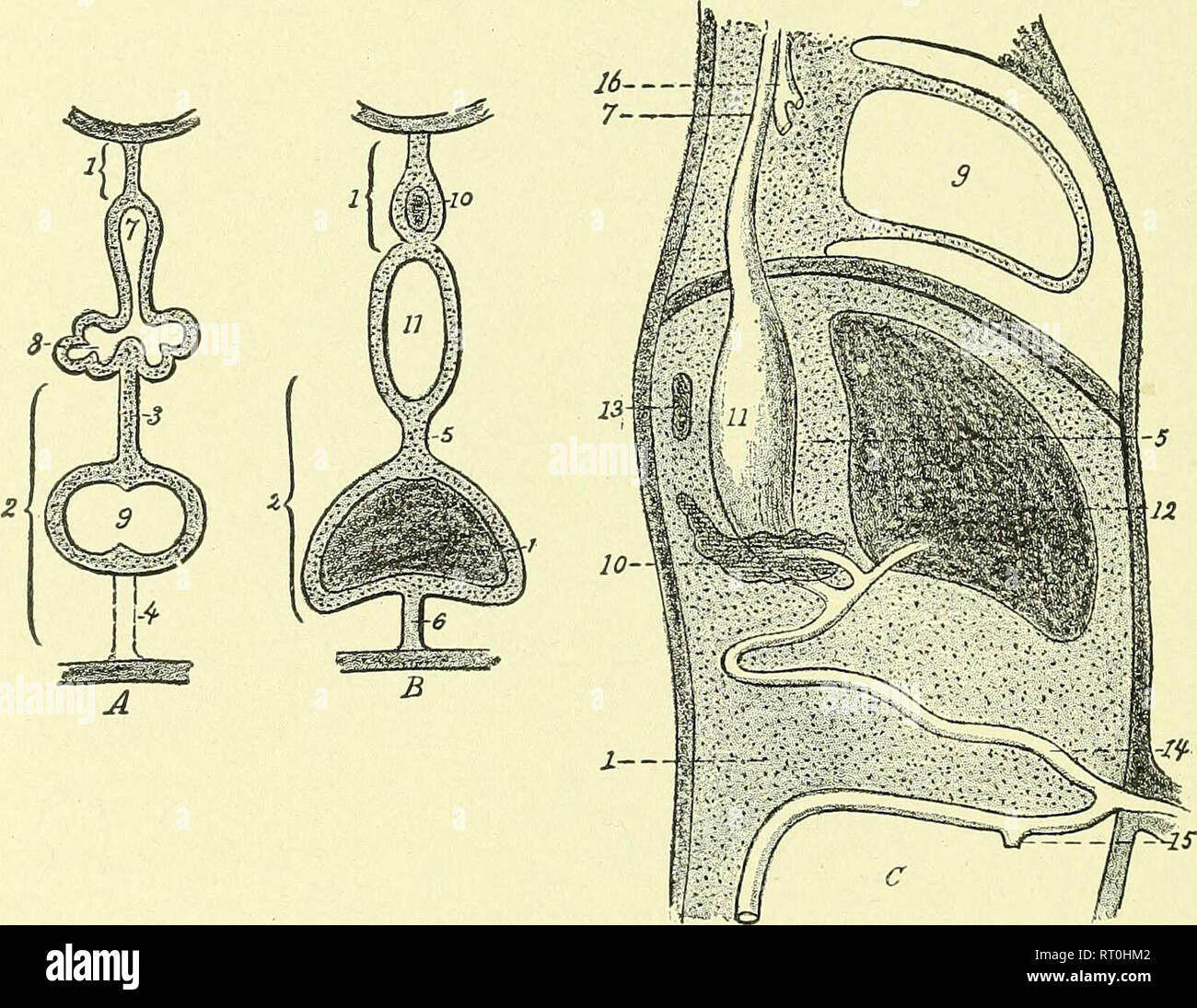 . A text-book of embryology for students of medicine [electronic ...