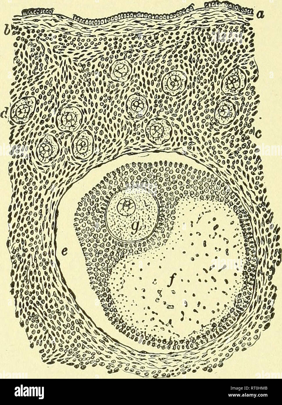 Membrana fibrosa hi-res stock photography and images - Alamy