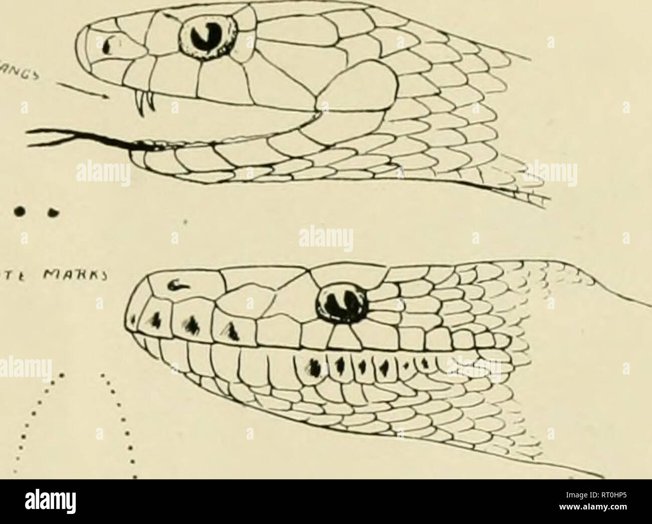 . The Australian Museum magazine. Natural history. THE AUSTRALIAN ...