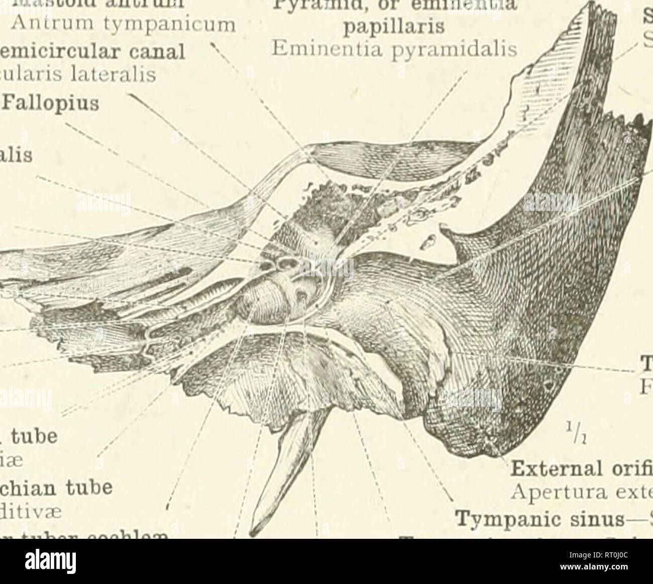 Fallopius hi-res stock photography and images - Alamy