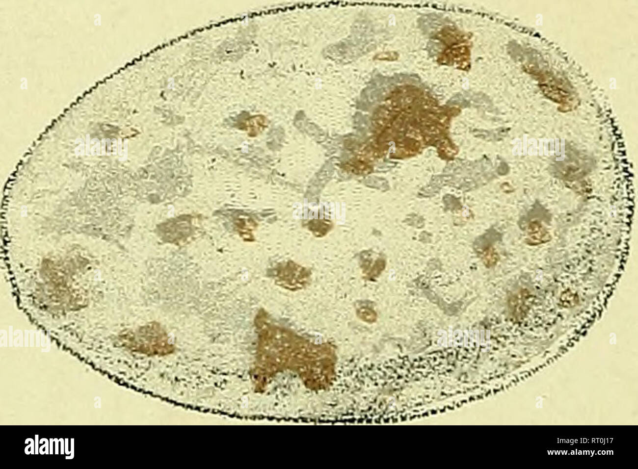 Images de crapaud hi-res stock photography and images - Alamy