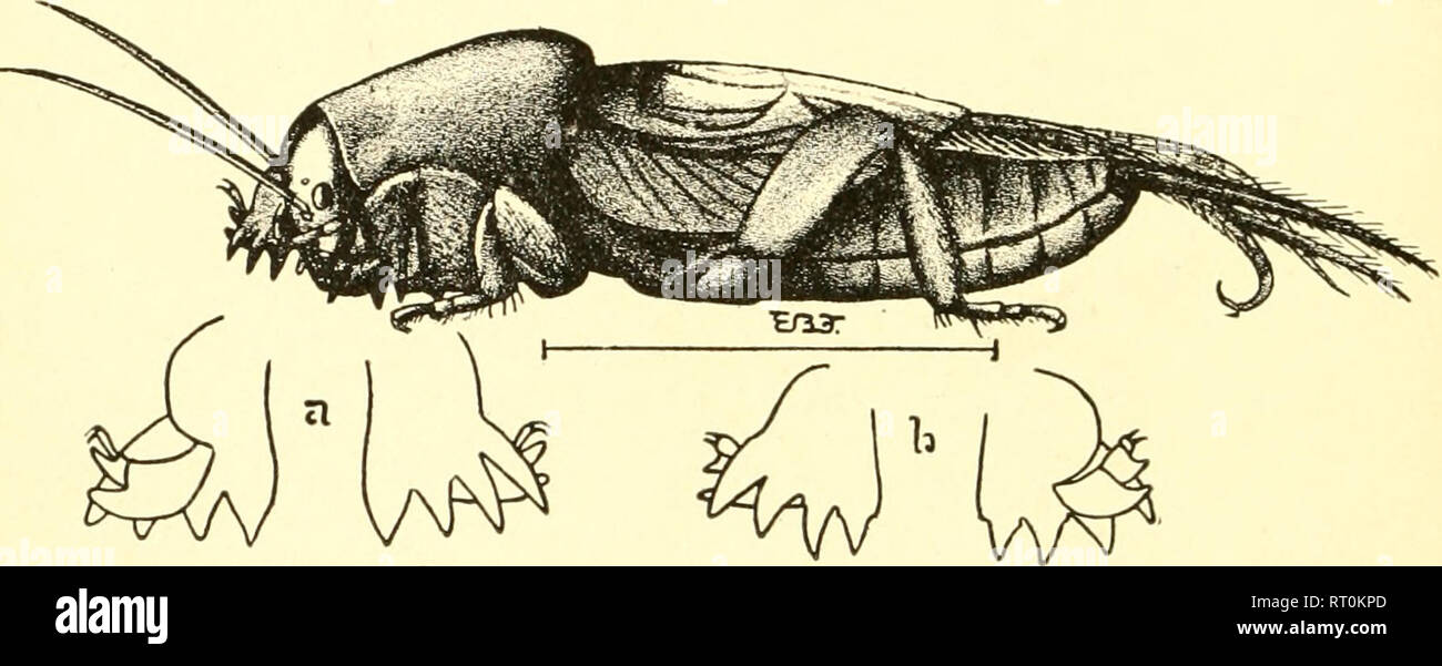 . Agricultural entomology for students, farmers, fruit-growers and ...