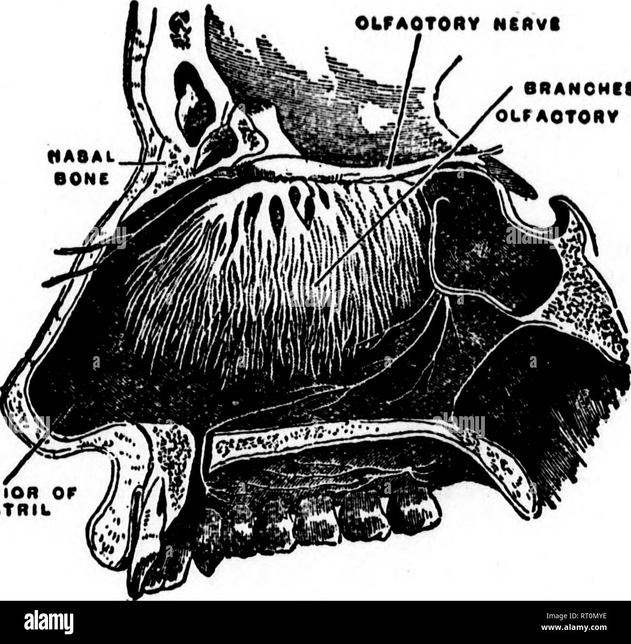 Nose plates Cut Out Stock Images & Pictures - Alamy