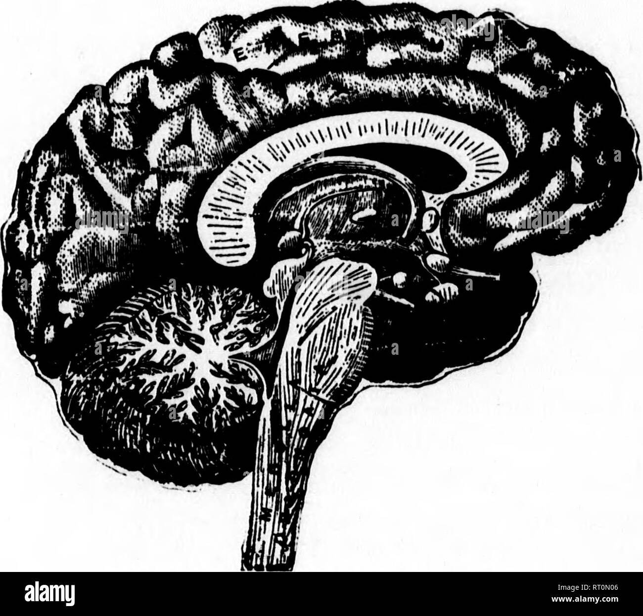 . Public school physiology and temperance [microform]. Physiology ...