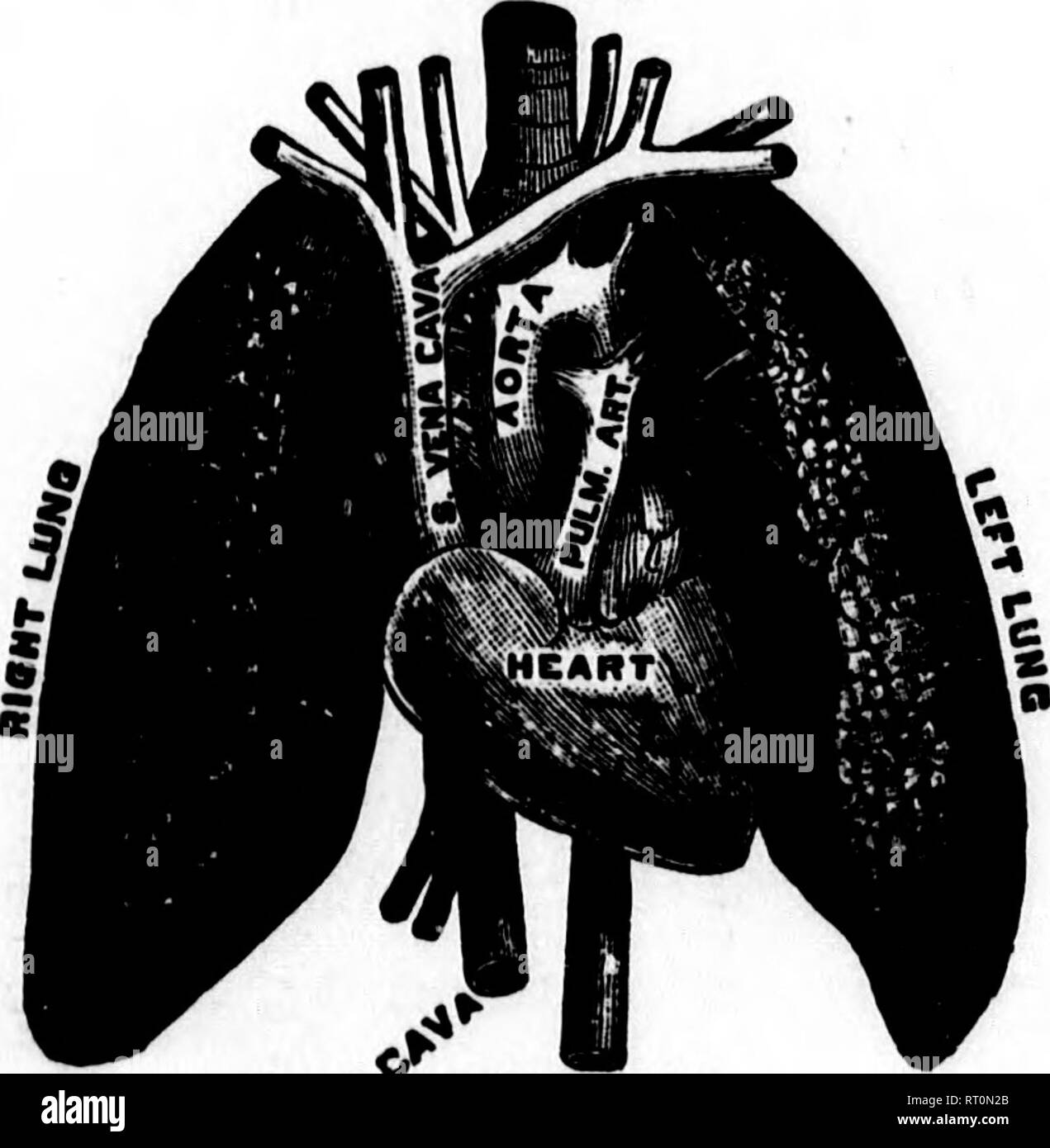 . Public school physiology and temperance [microform]. Physiology ...