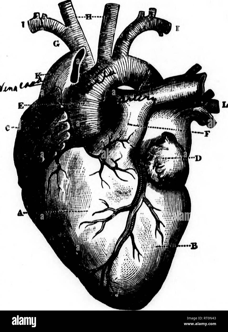 . Public school physiology and temperance [microform]. Physiology ...
