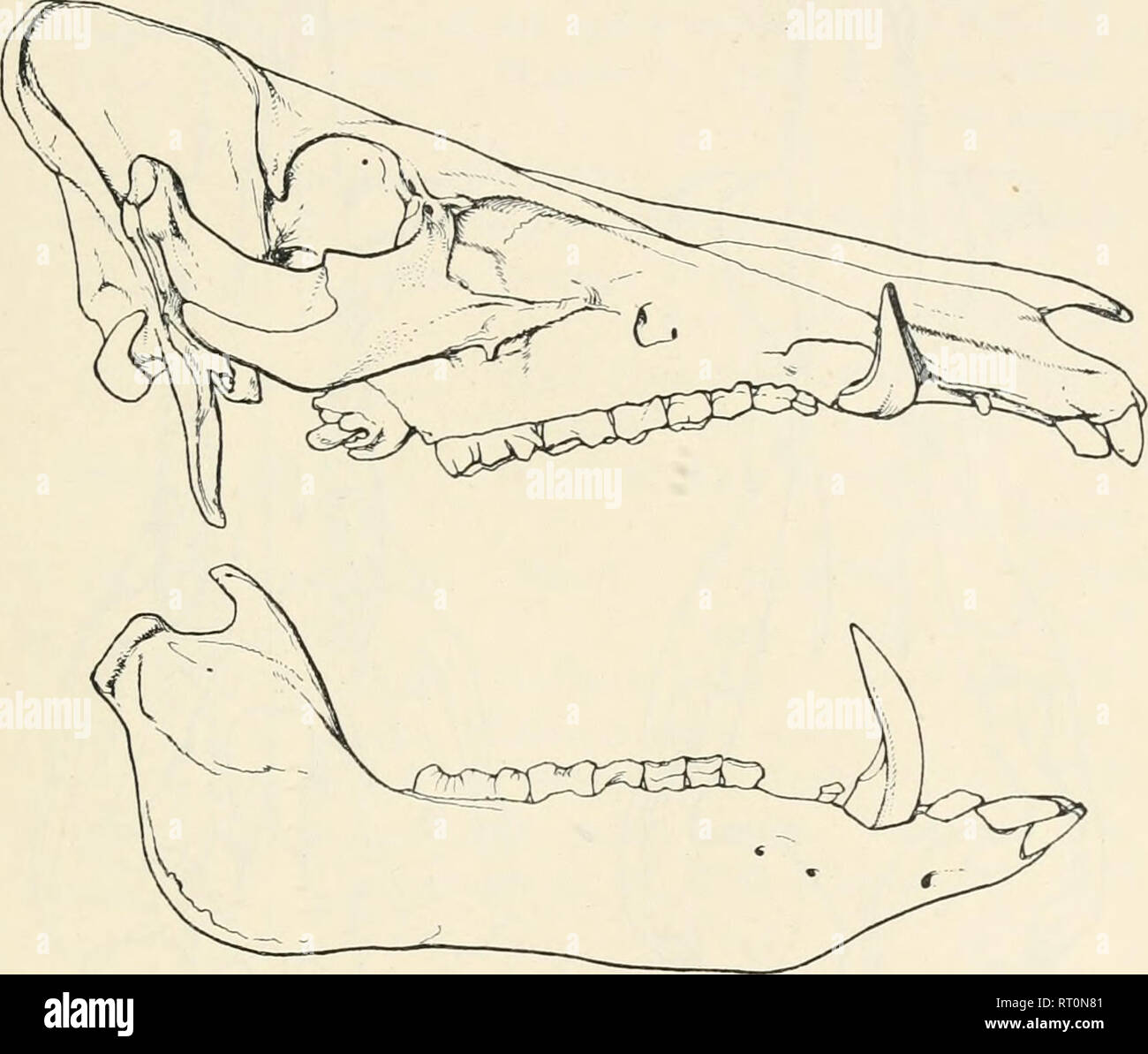 . Catalogue of the ungulate mammals in the British Museum (Natural ...