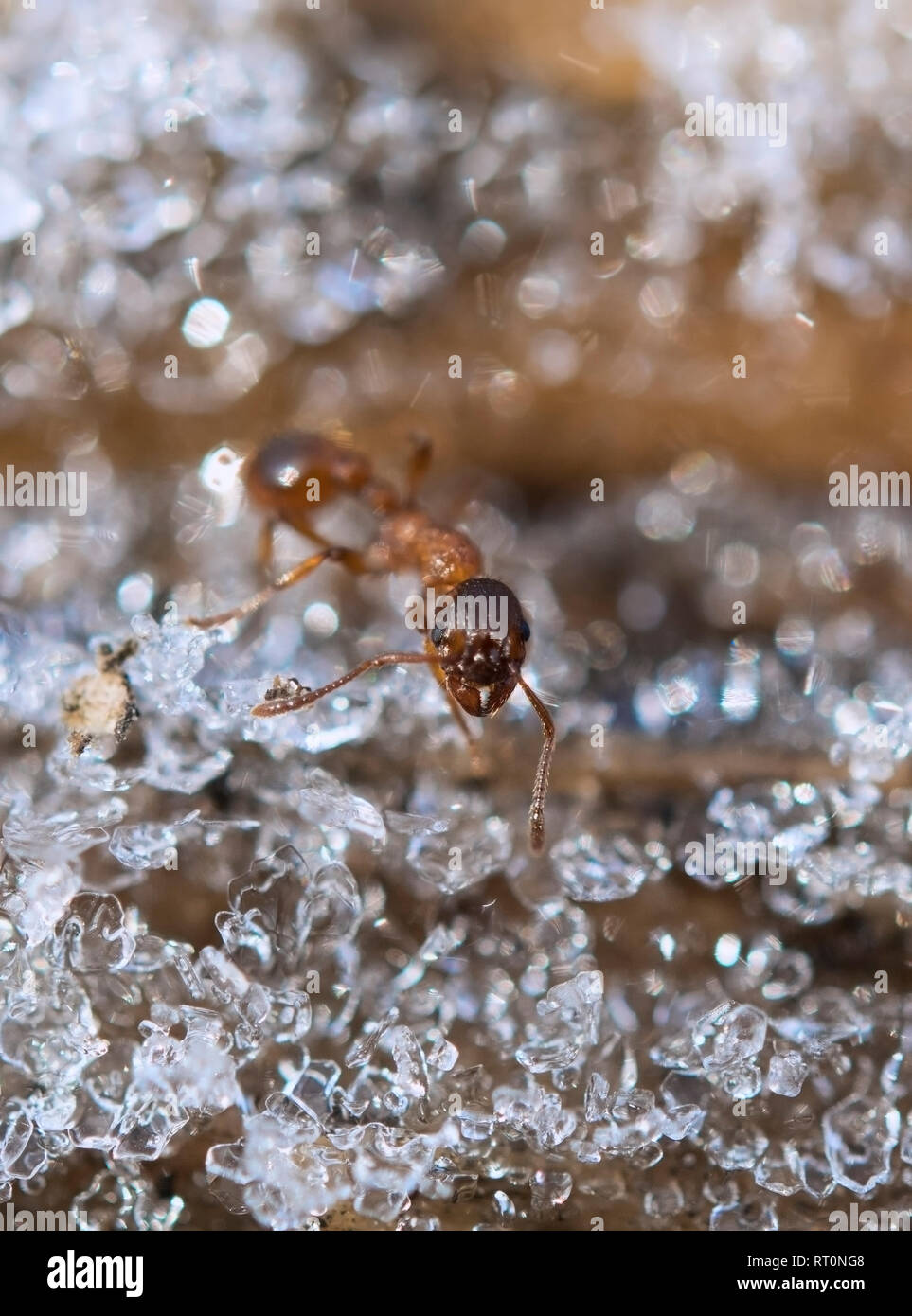 Ant ice hi-res stock photography and images - Alamy