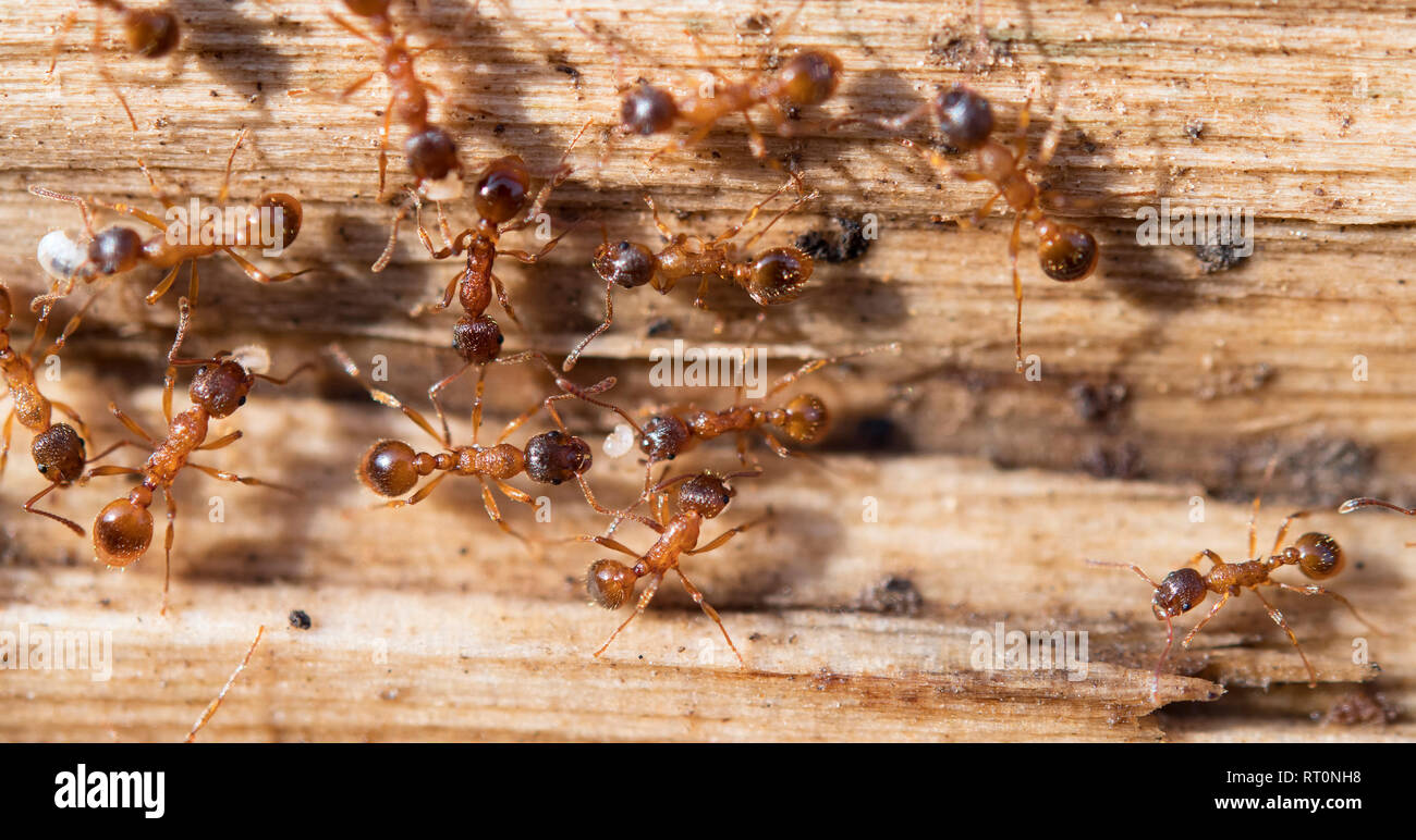 Ice. Ants in spring. A close up Stock Photo - Alamy