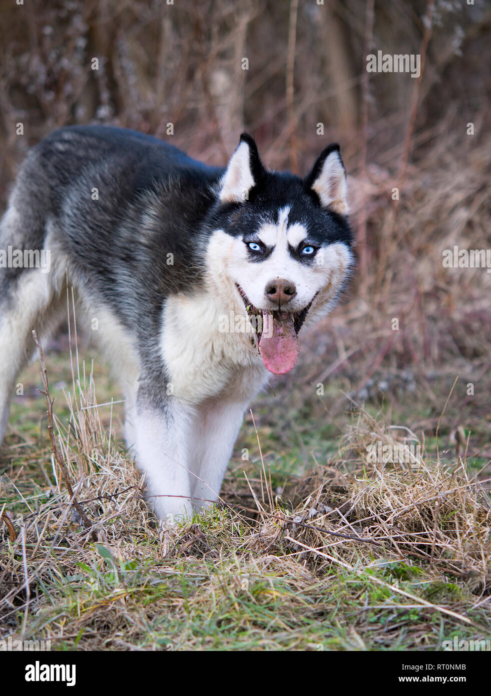 Siberian husky in the spring forest Stock Photo - Alamy