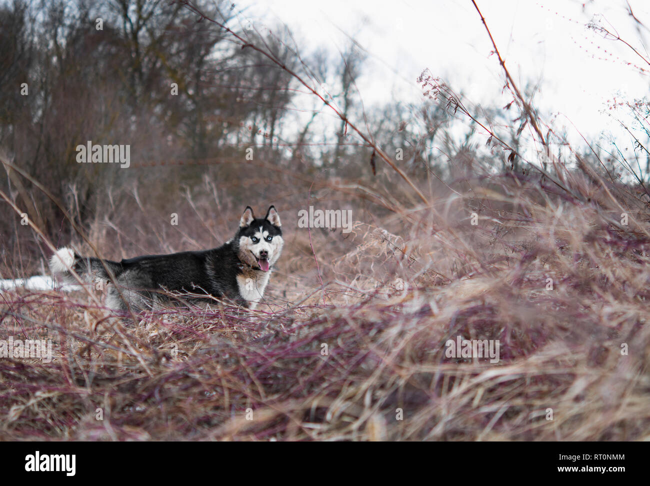Husky in forest hi-res stock photography and images - Alamy