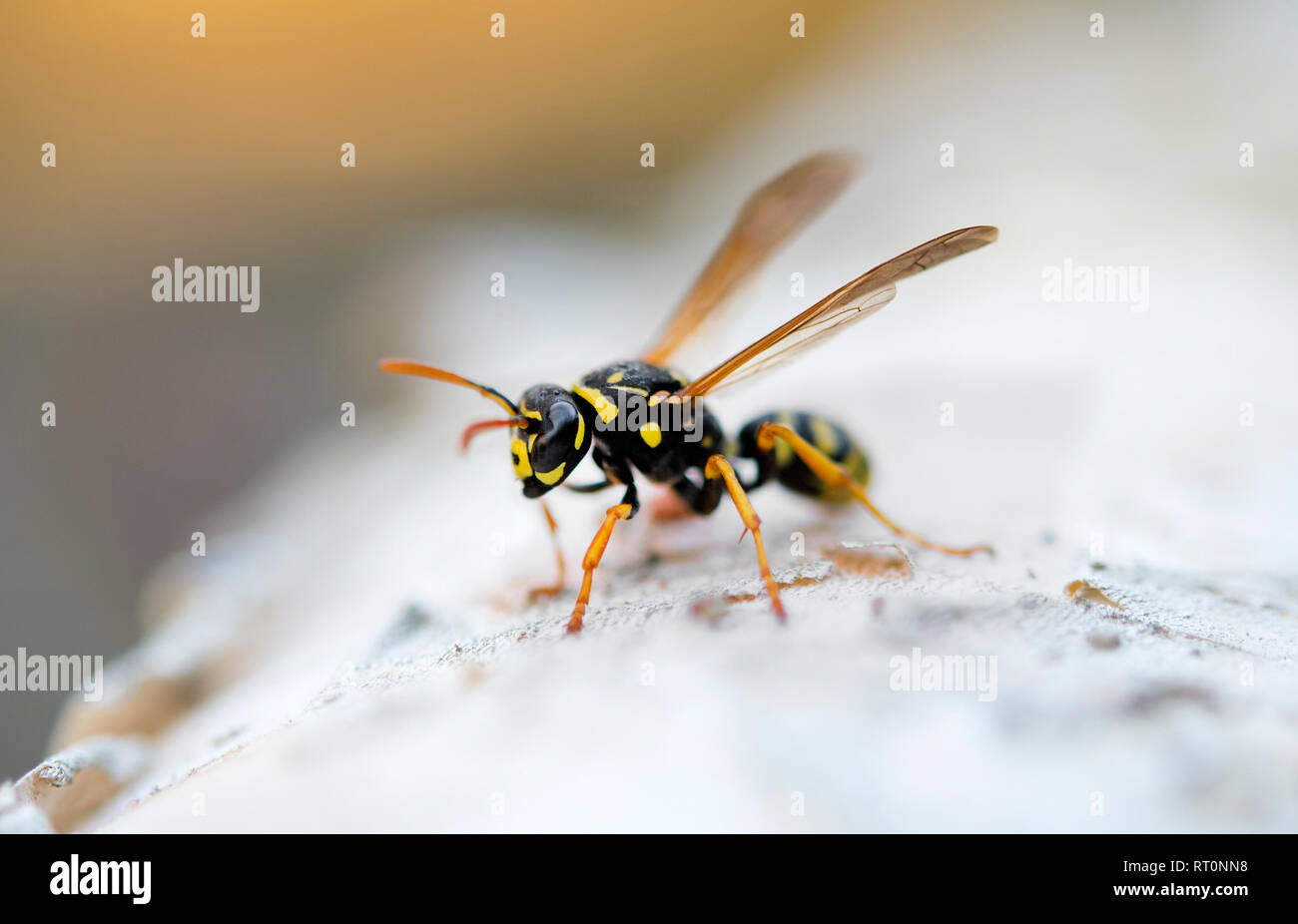 Yellow jacket wasp sting hi-res stock photography and images - Alamy
