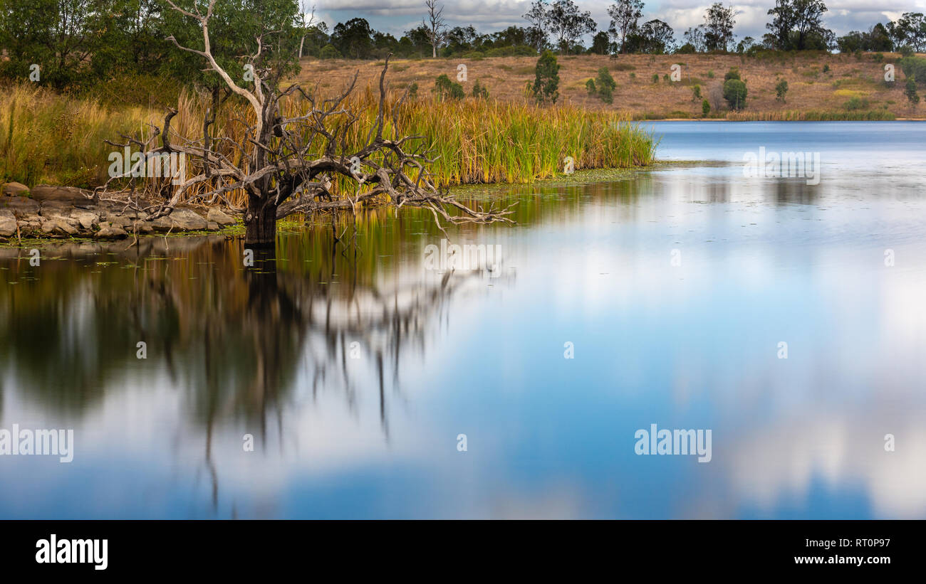 Dead tree in water hi-res stock photography and images - Alamy