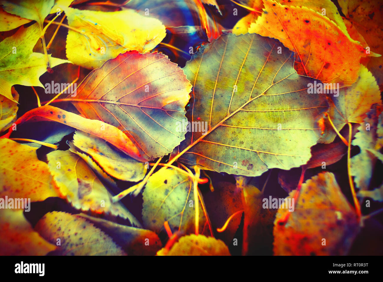 Colorful autumn leaves made with gradient for background. Abstract ...