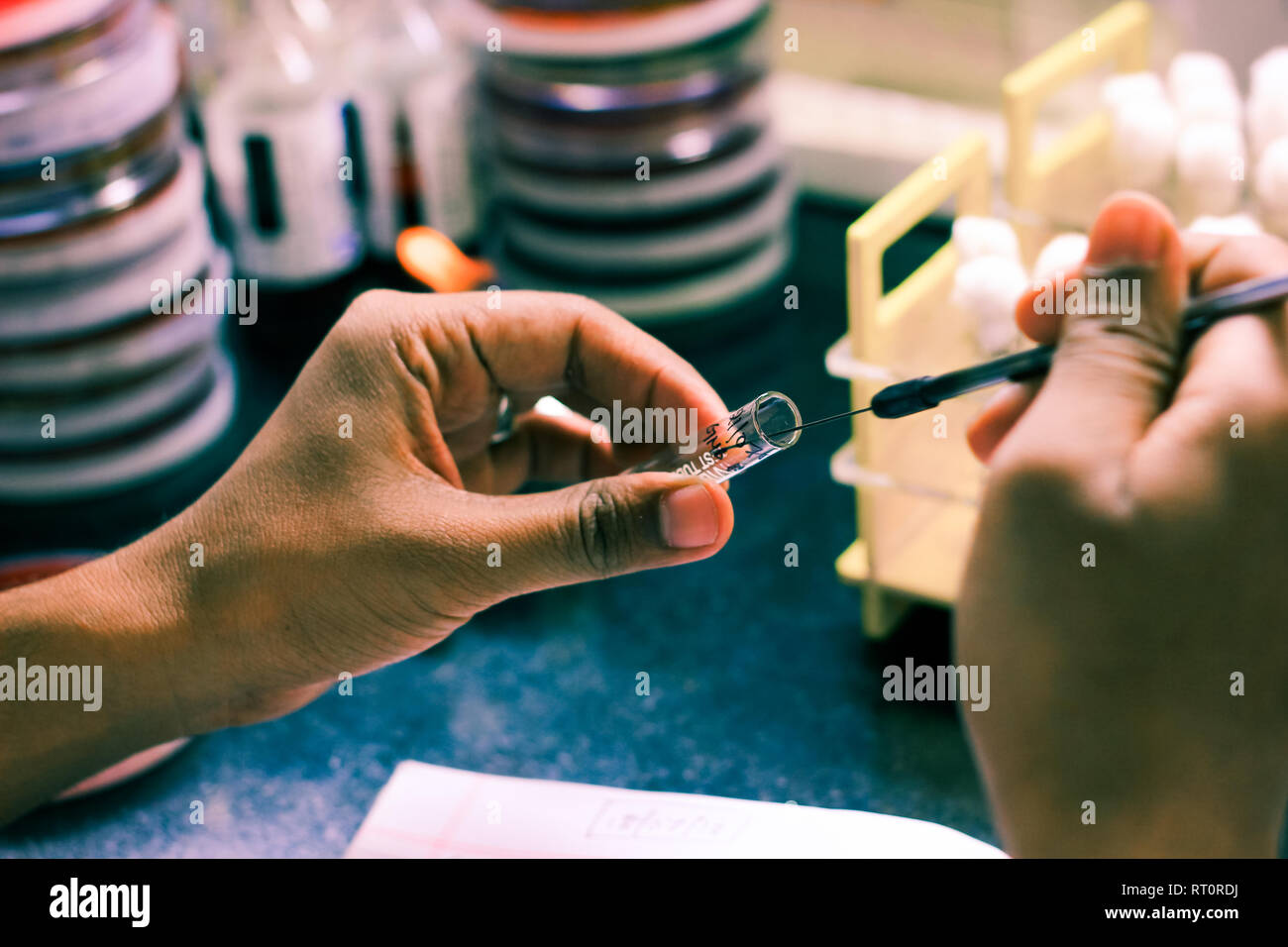 Bacterial Inoculation on a test tube agar culture media using ...