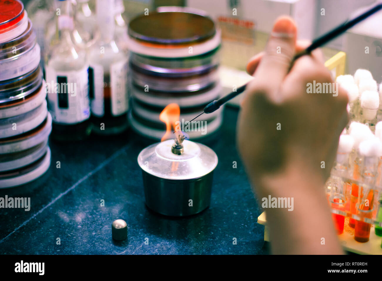 microbiological inoculation loop being heated in a spirit lamp flame ...