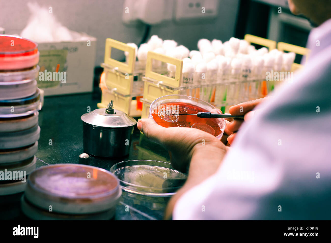 Bacterial Inoculation on a culture plate using inoculation loop by ...
