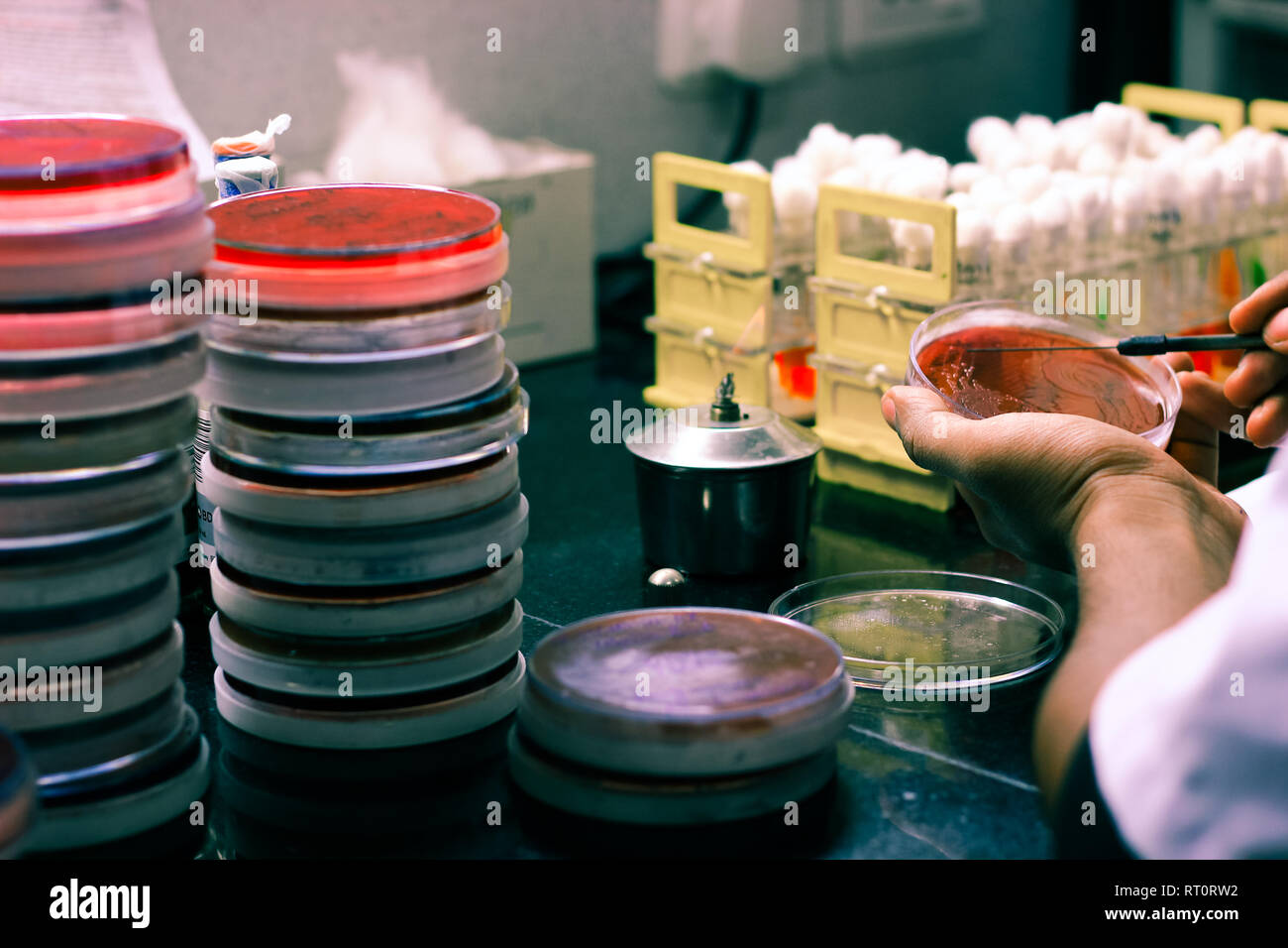 Bacterial Inoculation on a culture plate using inoculation loop by ...