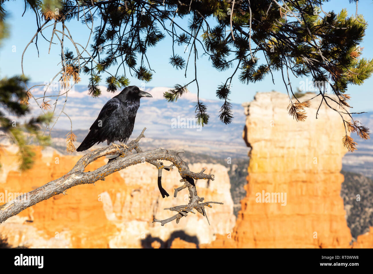 Large Black Common Raven in Bryce Canyon National Park, Utah, United ...