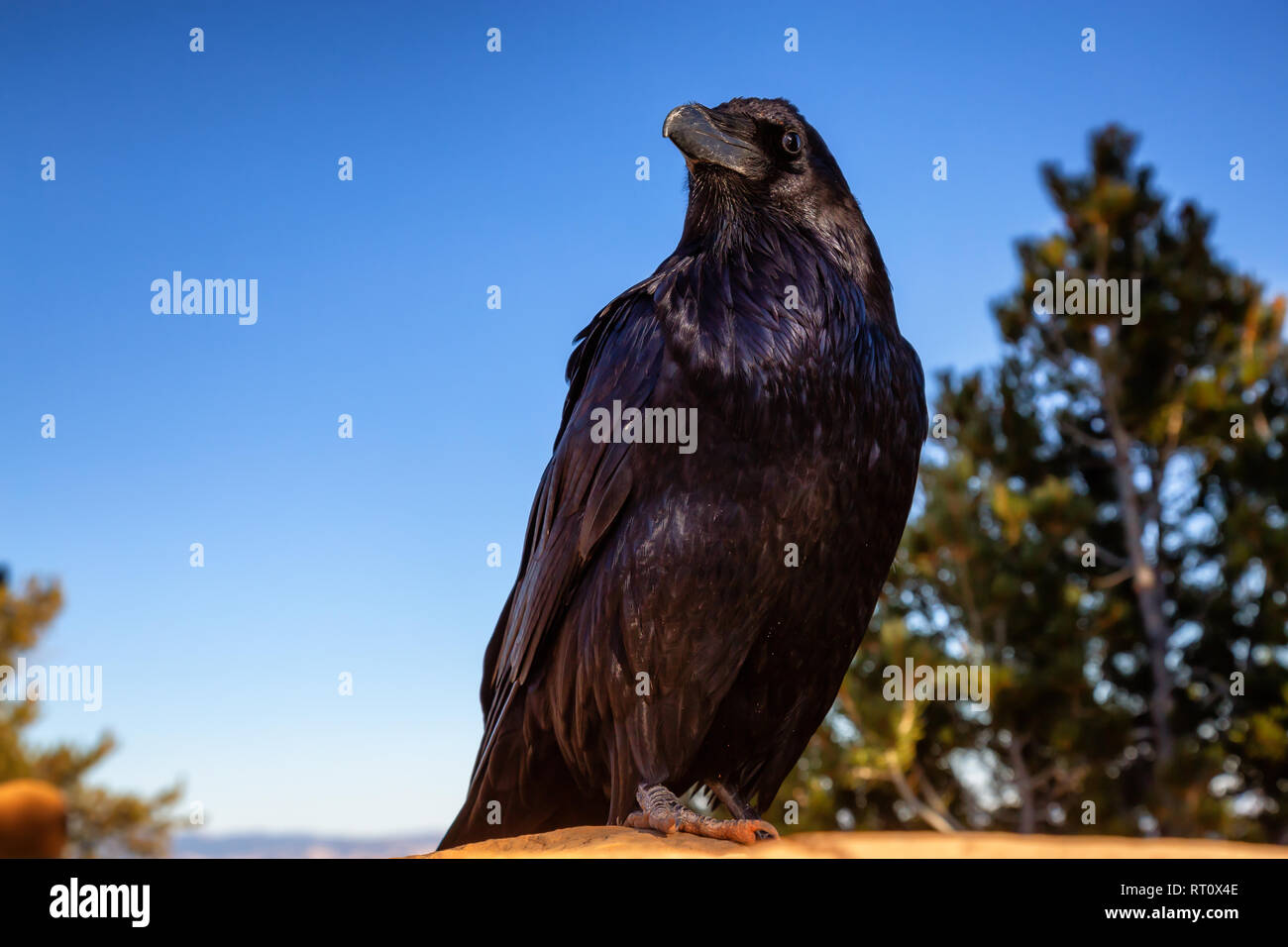Large Black Common Raven in Bryce Canyon National Park, Utah, United ...