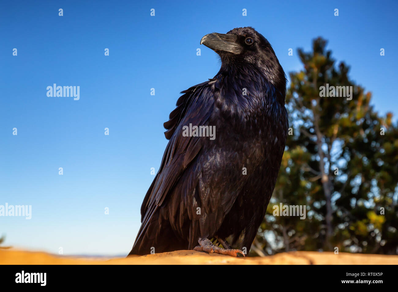 Large Black Common Raven in Bryce Canyon National Park, Utah, United ...
