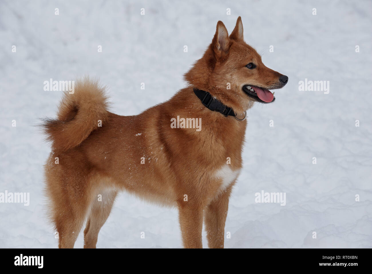 Cute red shiba inu close up. Pet animals. Purebred dog Stock Photo - Alamy