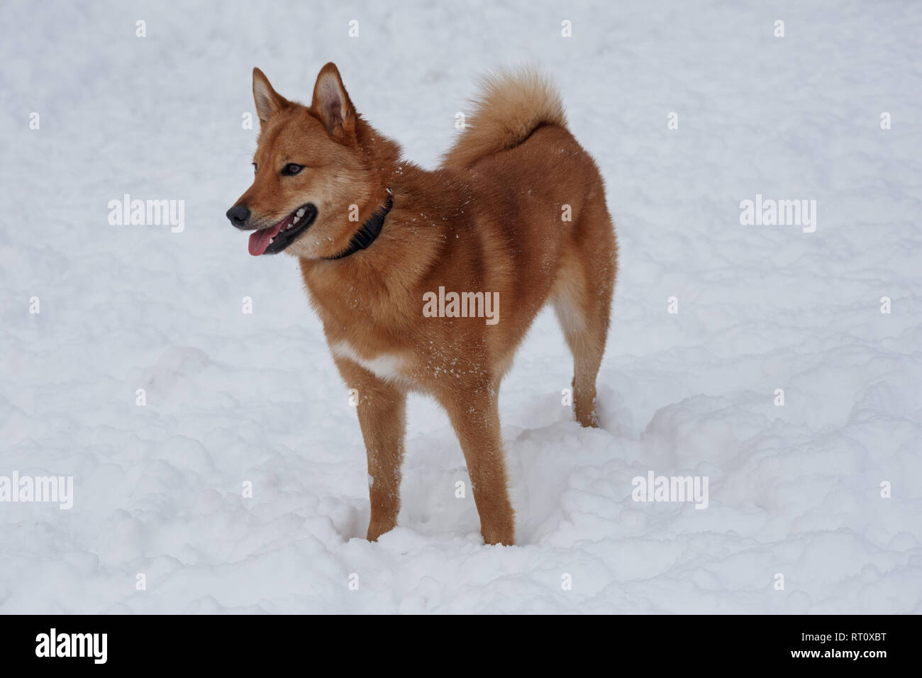 Cute red shiba inu is standing on the white snow in the park. Pet ...