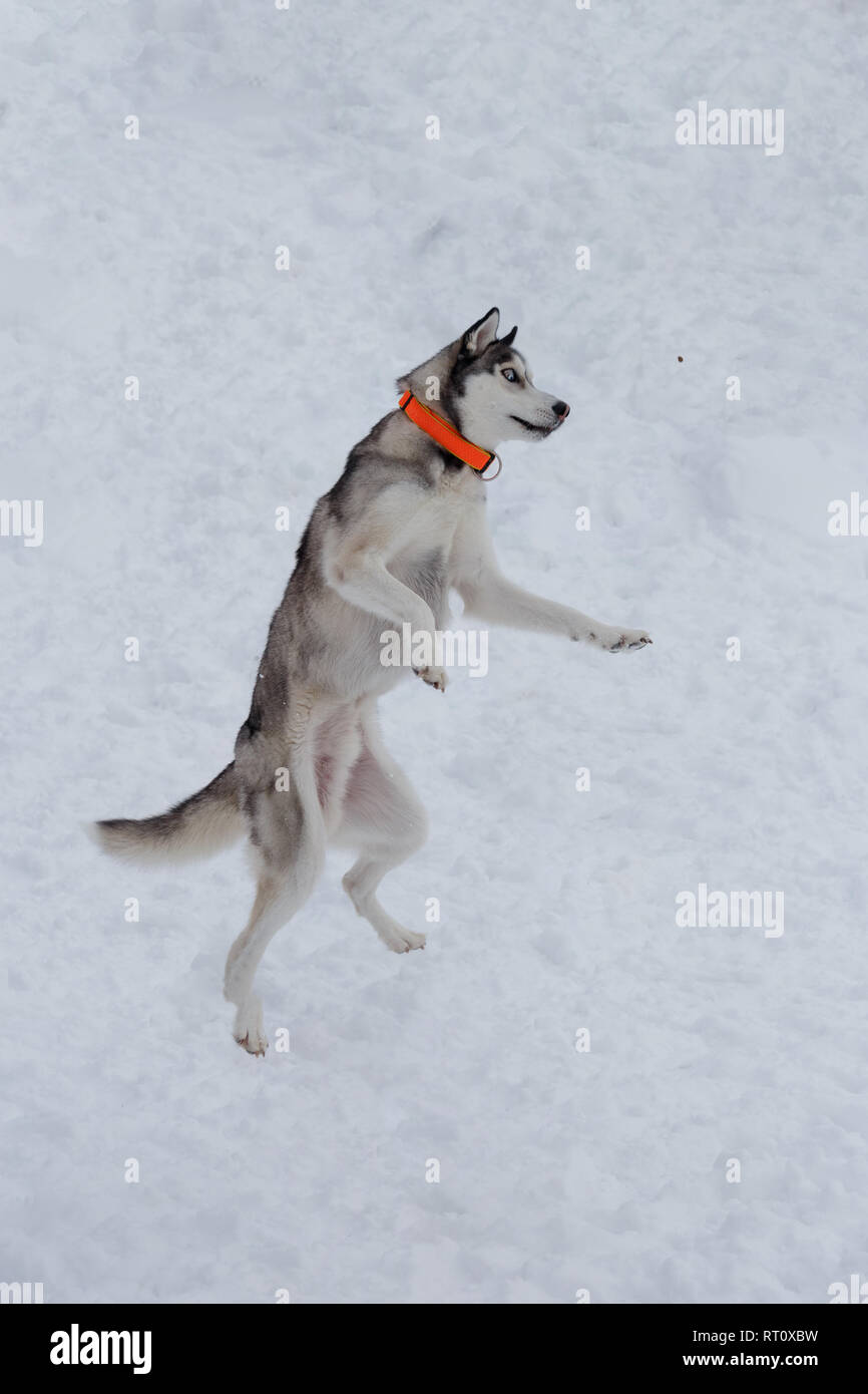 Siberian husky in beaty dog collar bounces over a piece of feed. Pet ...