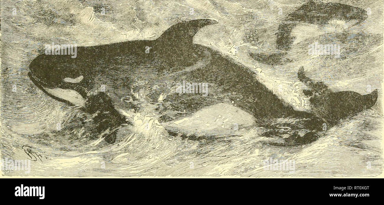 . Animate creation : popular edition of "Our living world" : a natural ...