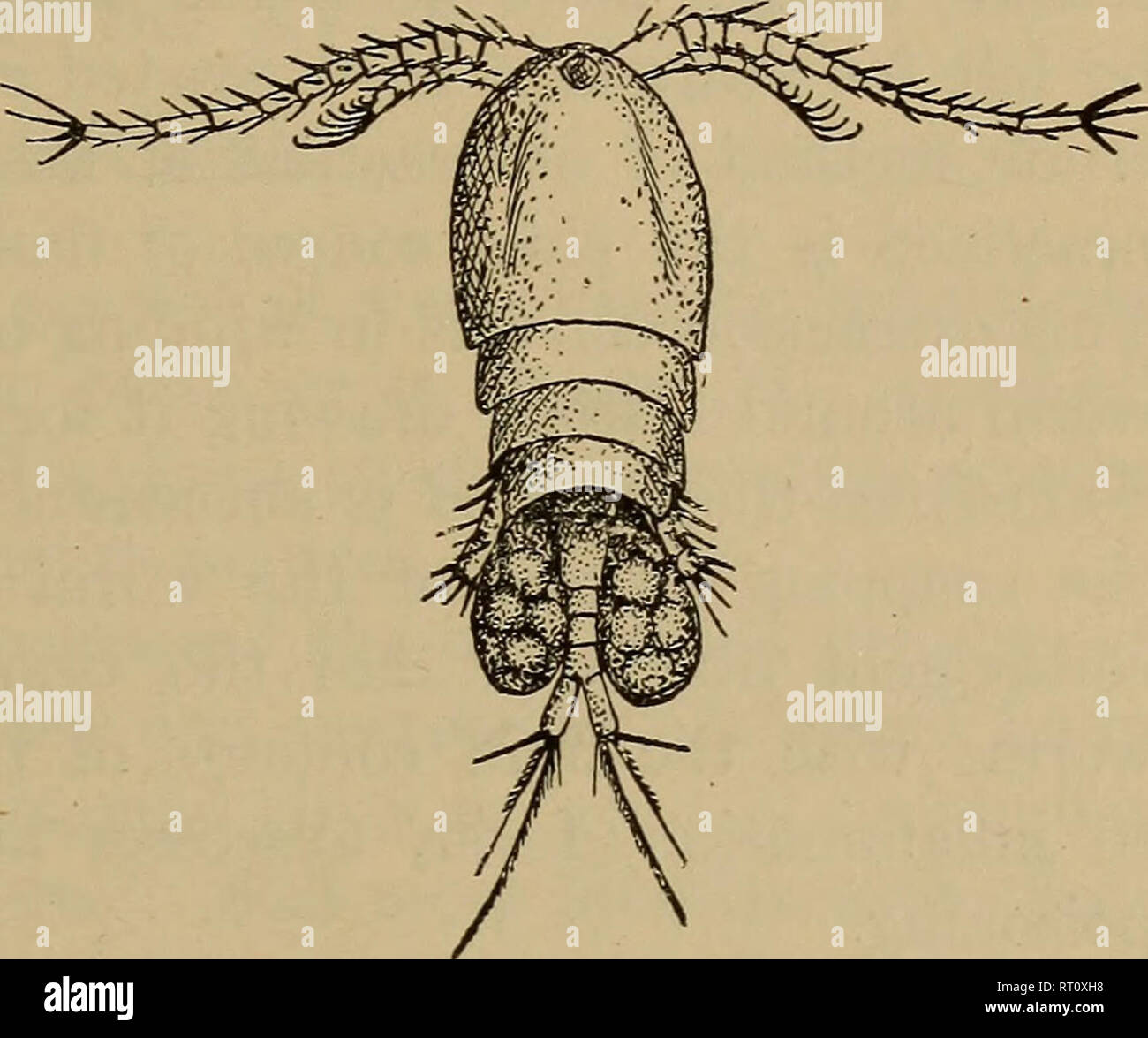 . Animal parasites and human disease. Medical parasitology; Insects as ...