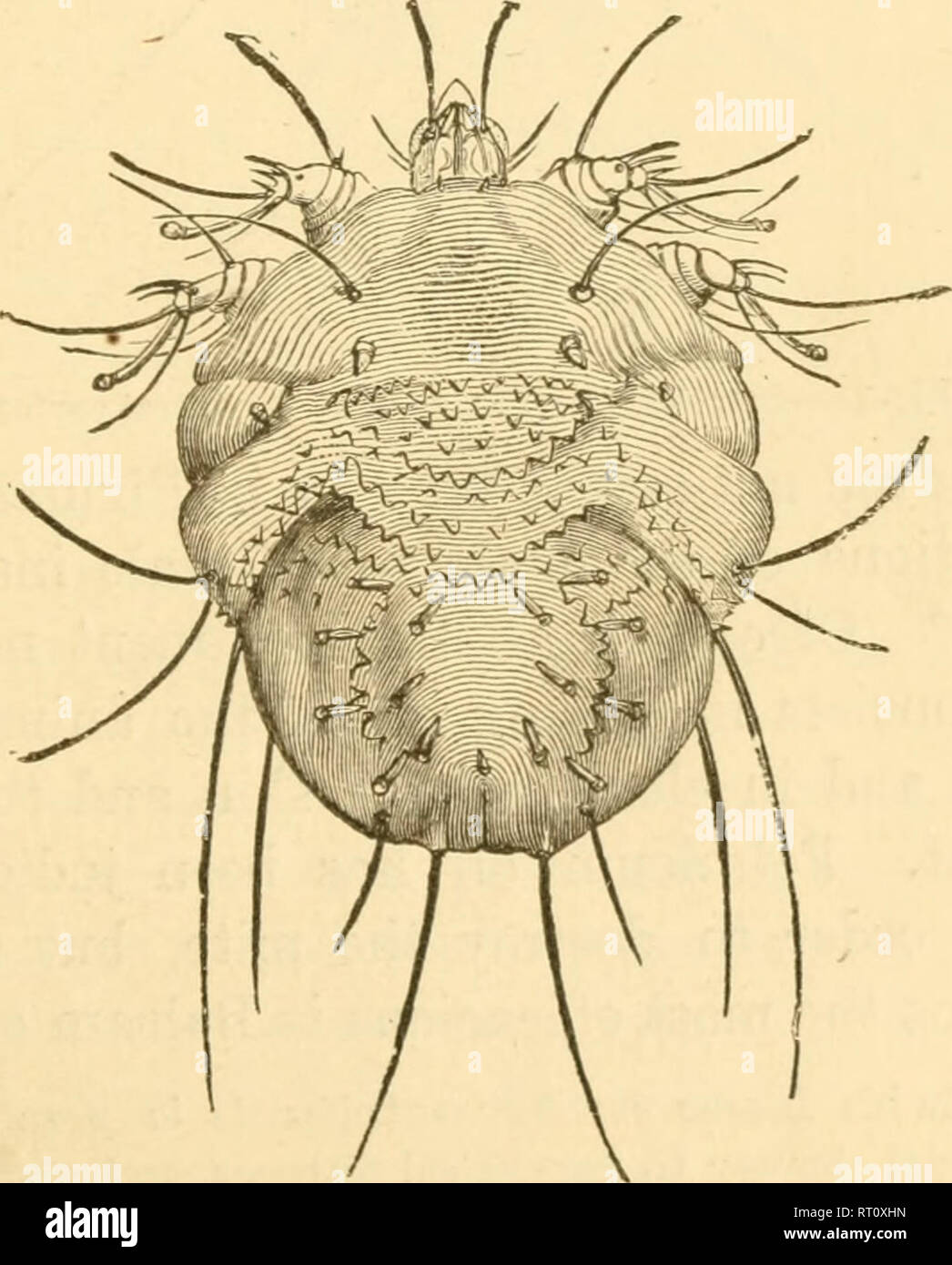 . Animal parasites and messmates. Parasites. Fig. 21.—Sarcoptes scabiei ...