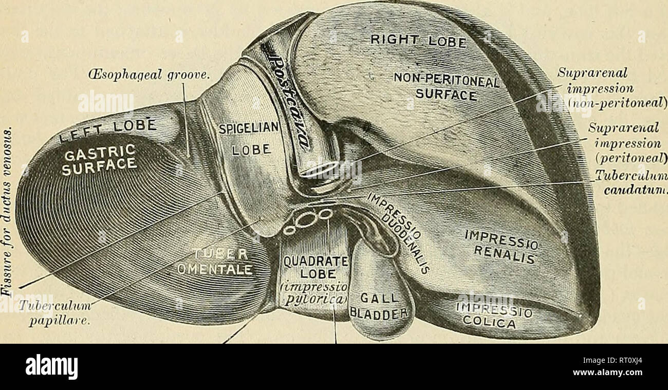 Renal Fossa Anatomy Kidneys | Urinary Anatomy