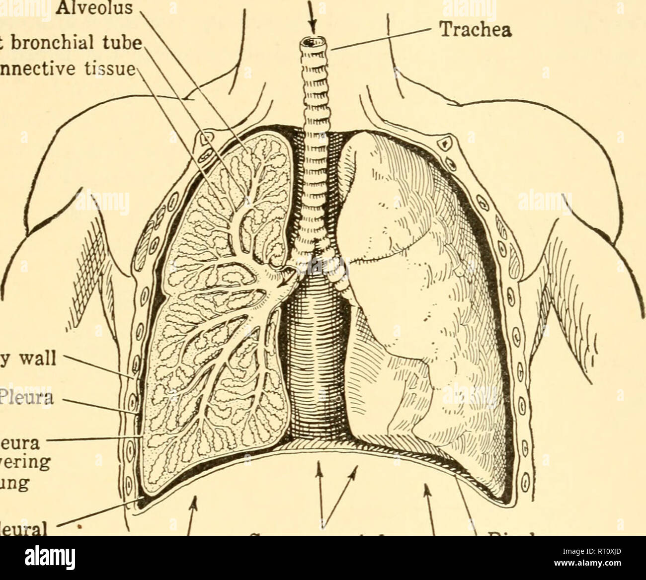 Respiratory System Connective Tissue