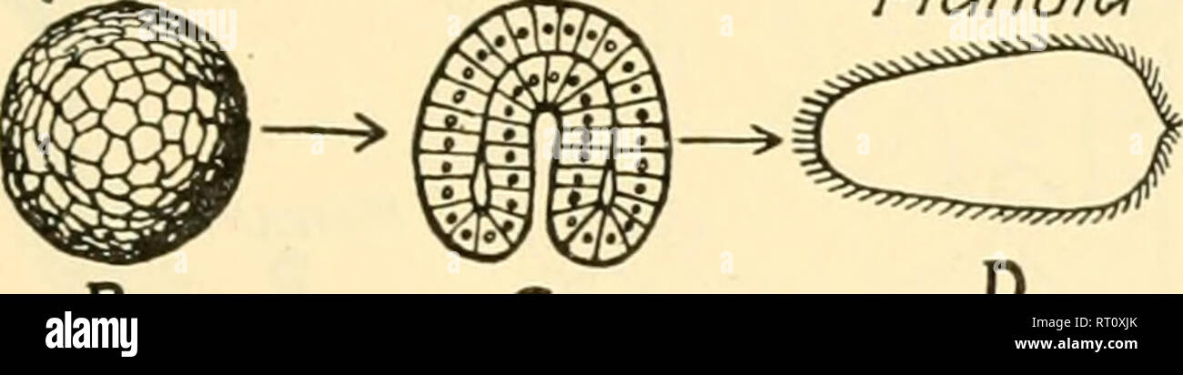 Planula larva hi-res stock photography and images - Alamy